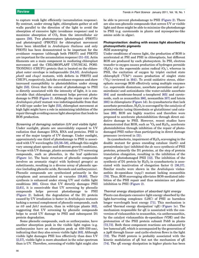 Photoprotection in plants | PDF