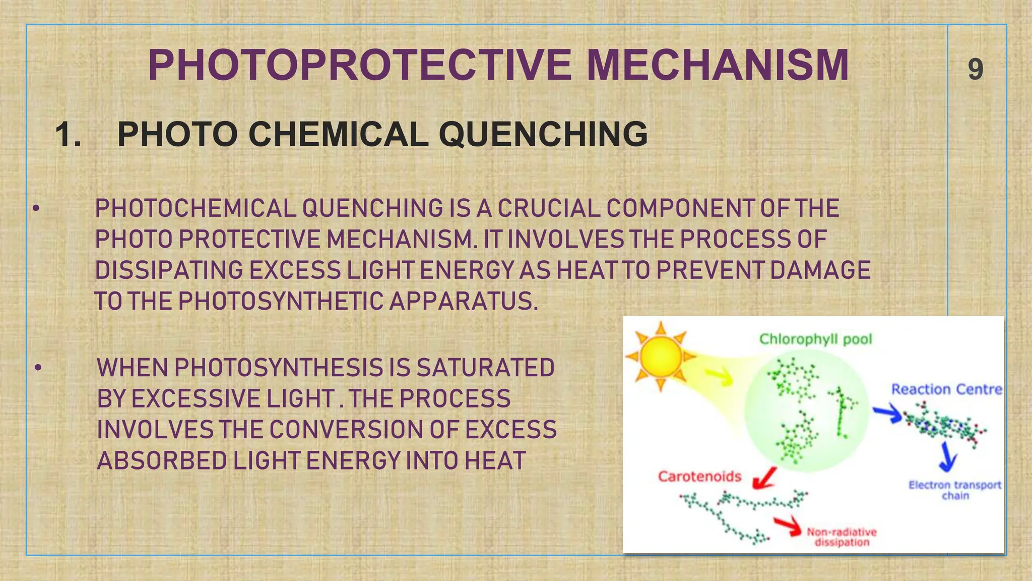 Photoprotective Mechanism in Plants | Biochemical & Morphological | PPTX