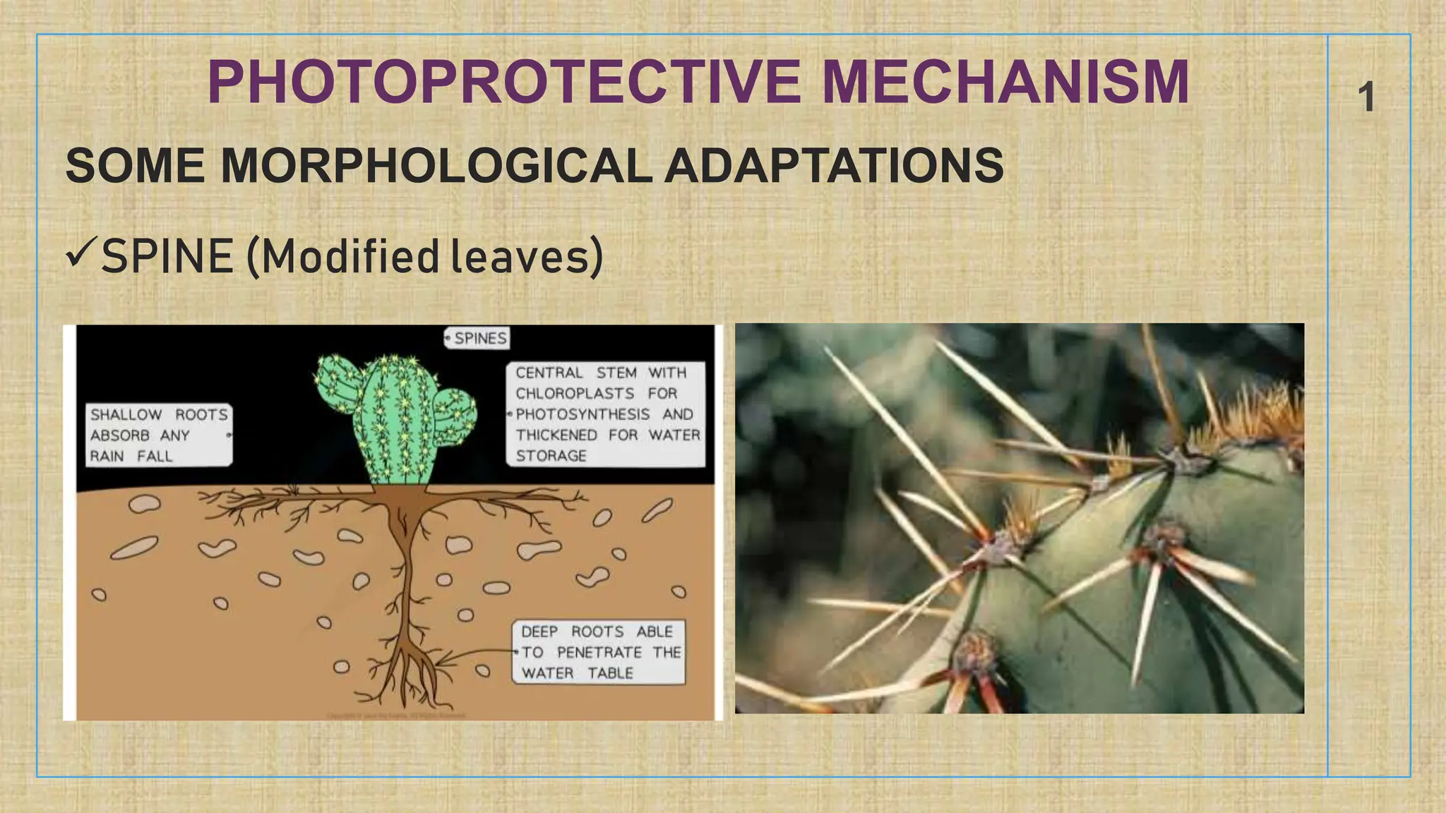 Photoprotective Mechanism in Plants | Biochemical & Morphological | PPTX