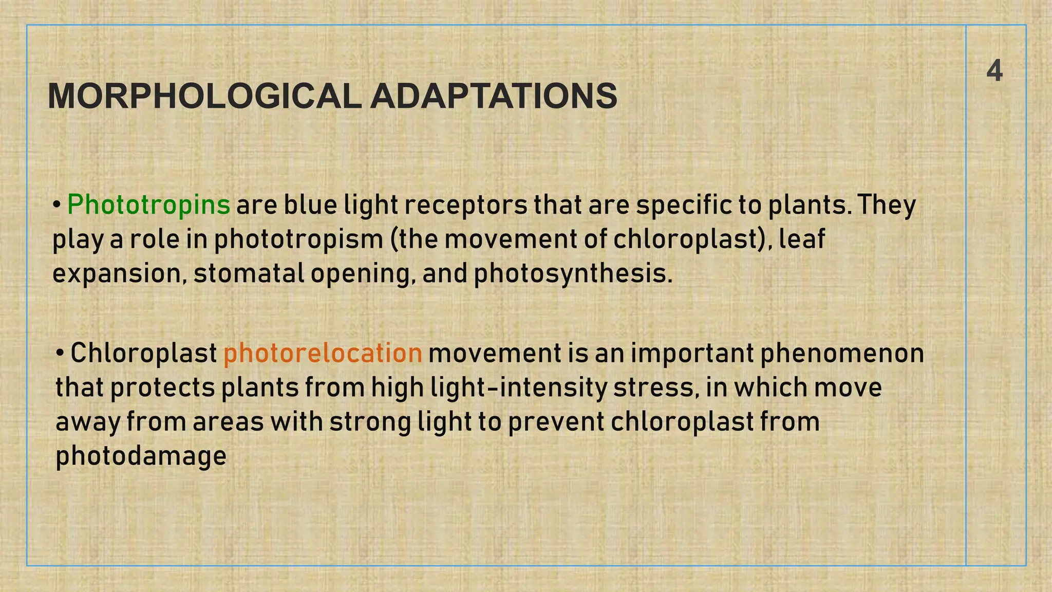 Photoprotective Mechanism in Plants | Biochemical & Morphological | PPTX