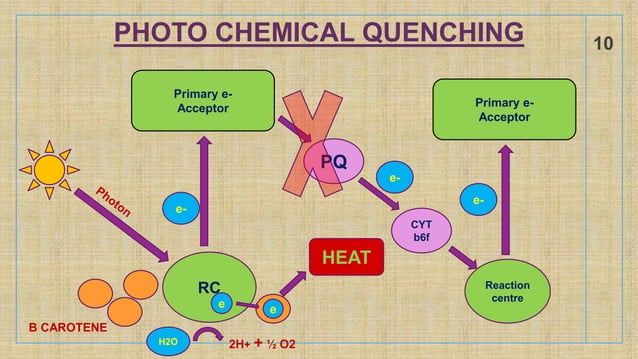 Photoprotective Mechanism in Plants | Biochemical & Morphological ...