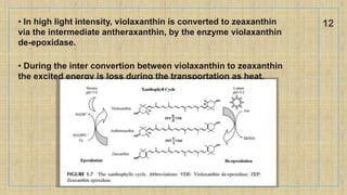 Photoprotective Mechanism in Plants | Biochemical & Morphological | PPTX