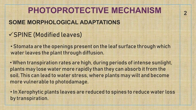 Photoprotective Mechanism in Plants | Biochemical & Morphological ...