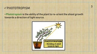 Photoprotective Mechanism in Plants | Biochemical & Morphological | PPTX