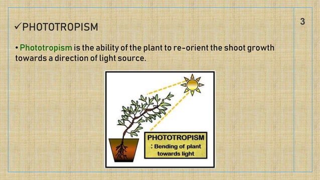 Photoprotective Mechanism in Plants | Biochemical & Morphological ...