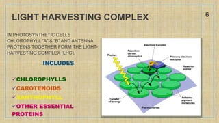 Photoprotective Mechanism in Plants | Biochemical & Morphological | PPTX