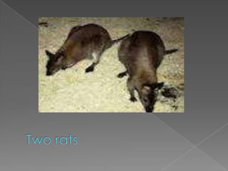 Photo quiz (eric) | PPT