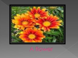 Photo quiz (eric) | PPT