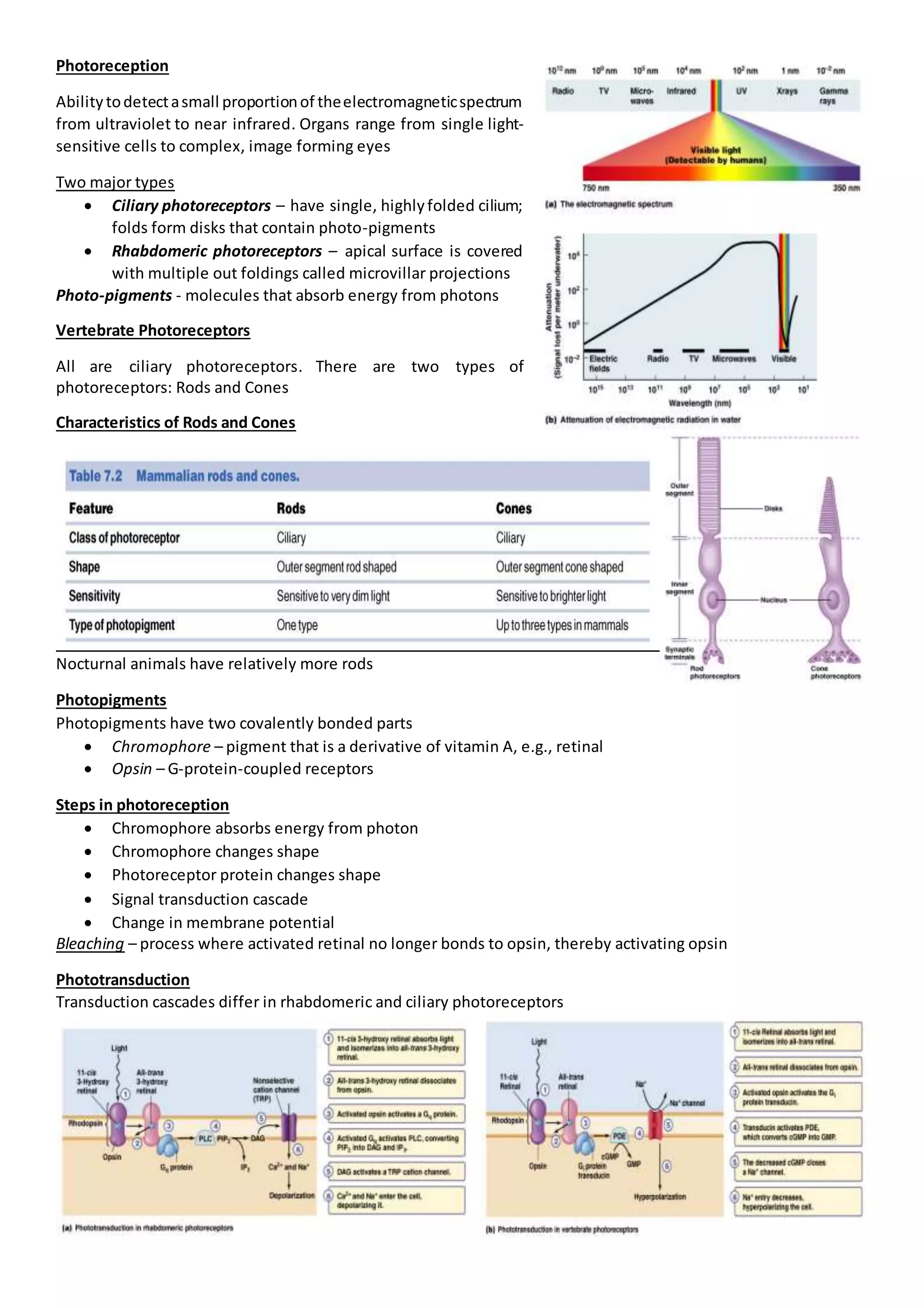 Photoreception | DOCX
