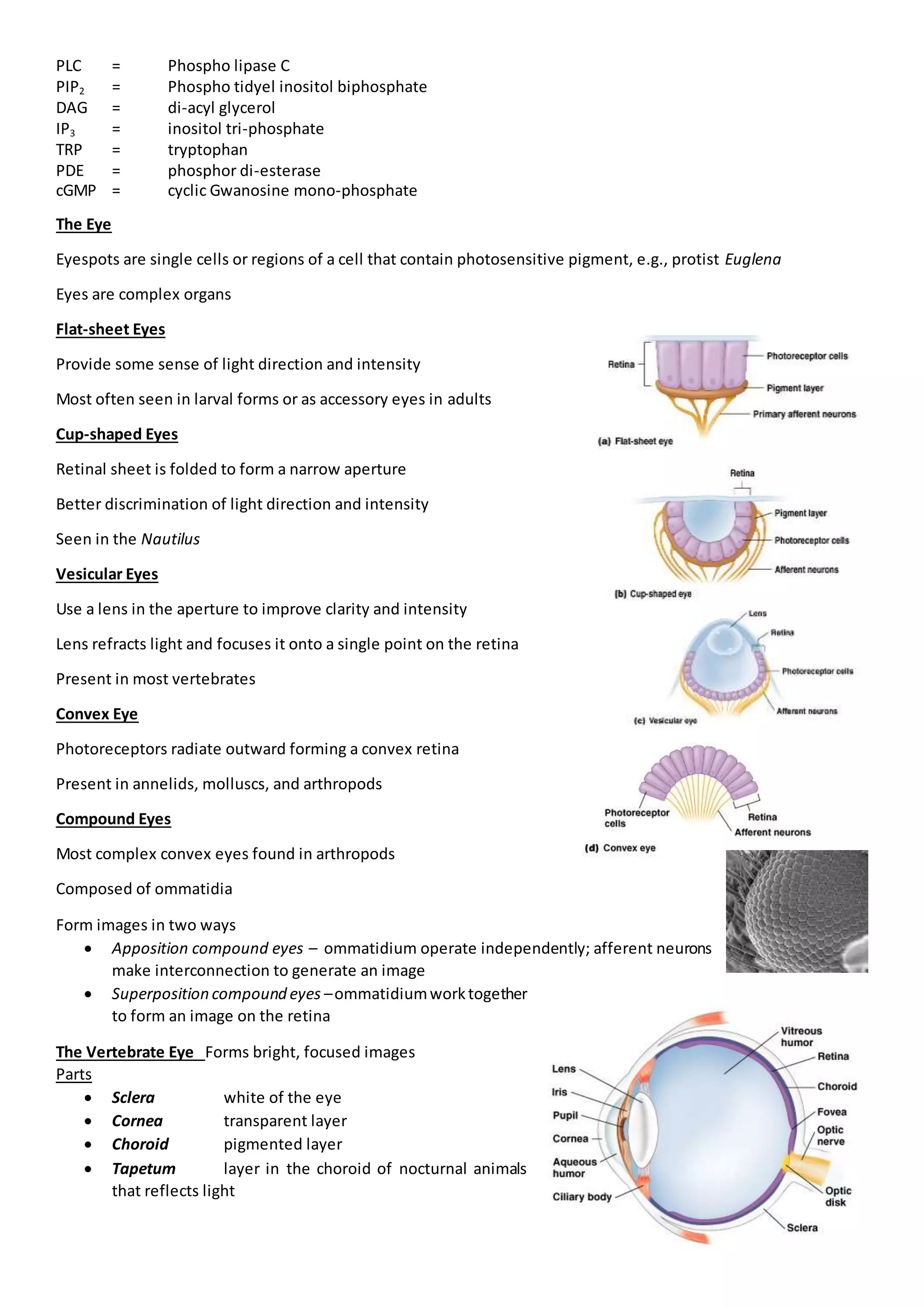 Photoreception | DOCX