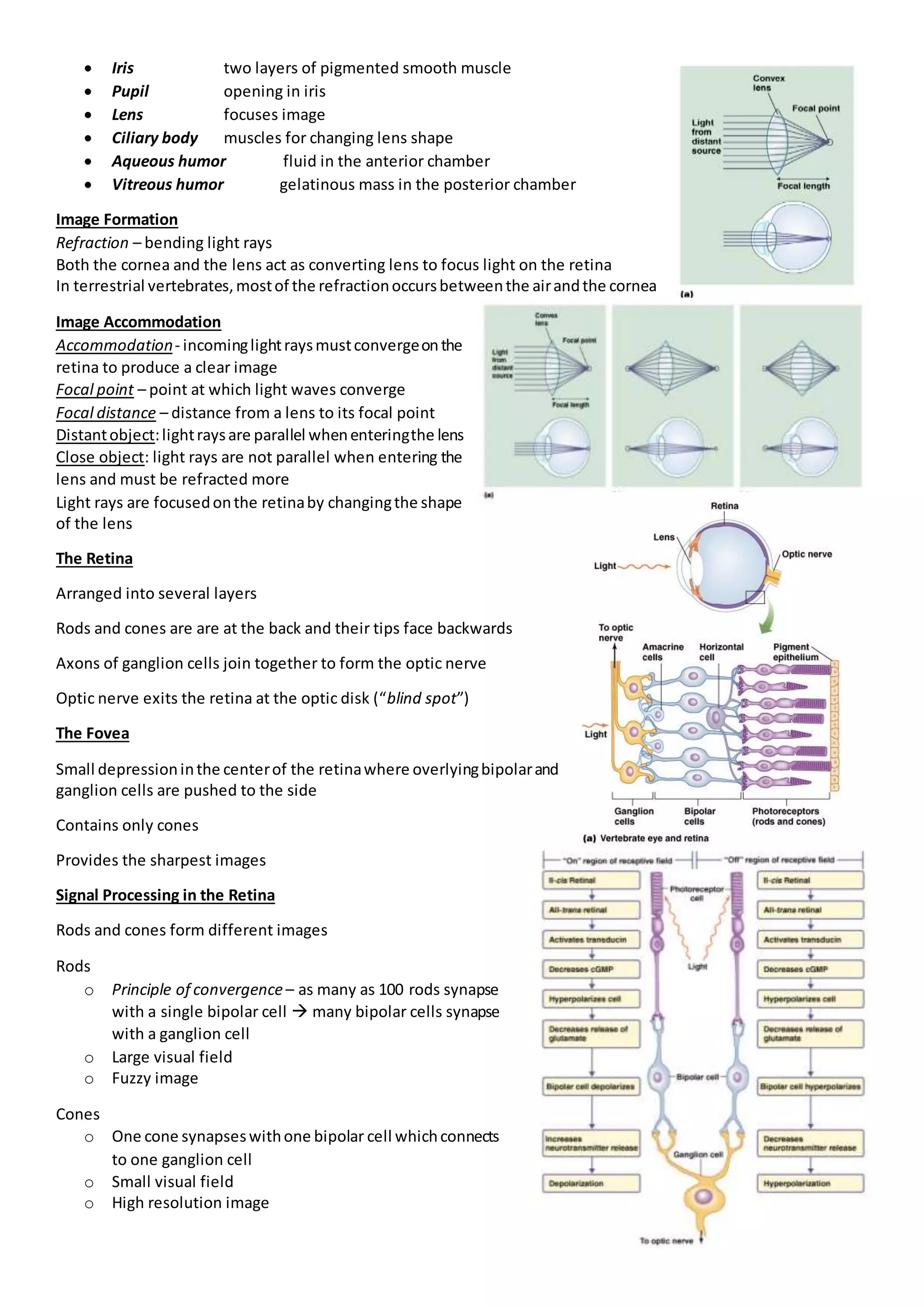 Photoreception | DOCX | Eye and Vision Conditions | Diseases and Conditions