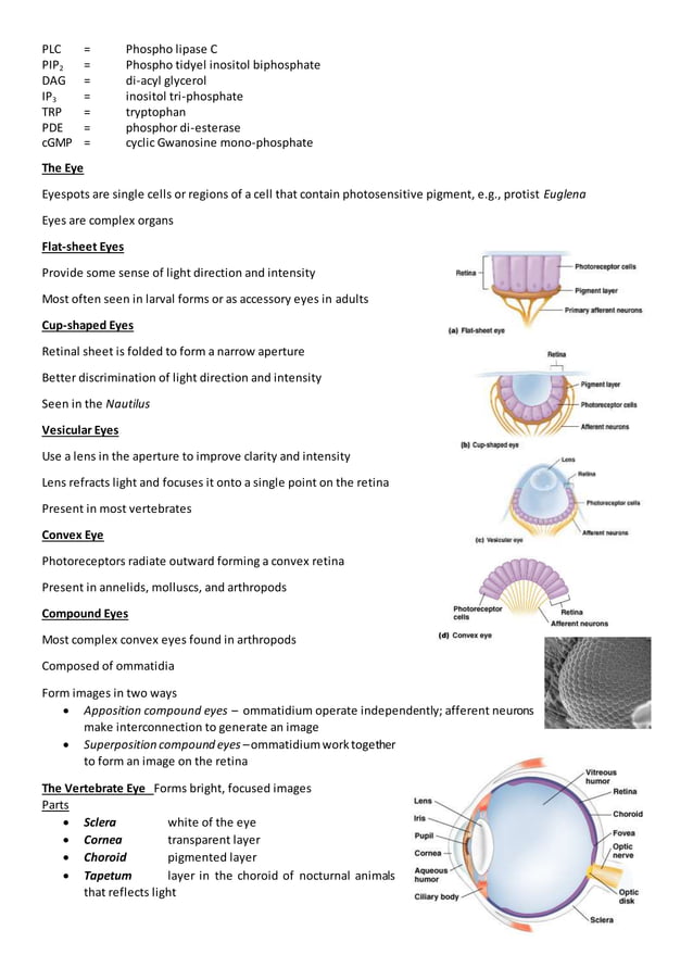 Photoreception | DOCX | Eye and Vision Conditions | Diseases and Conditions