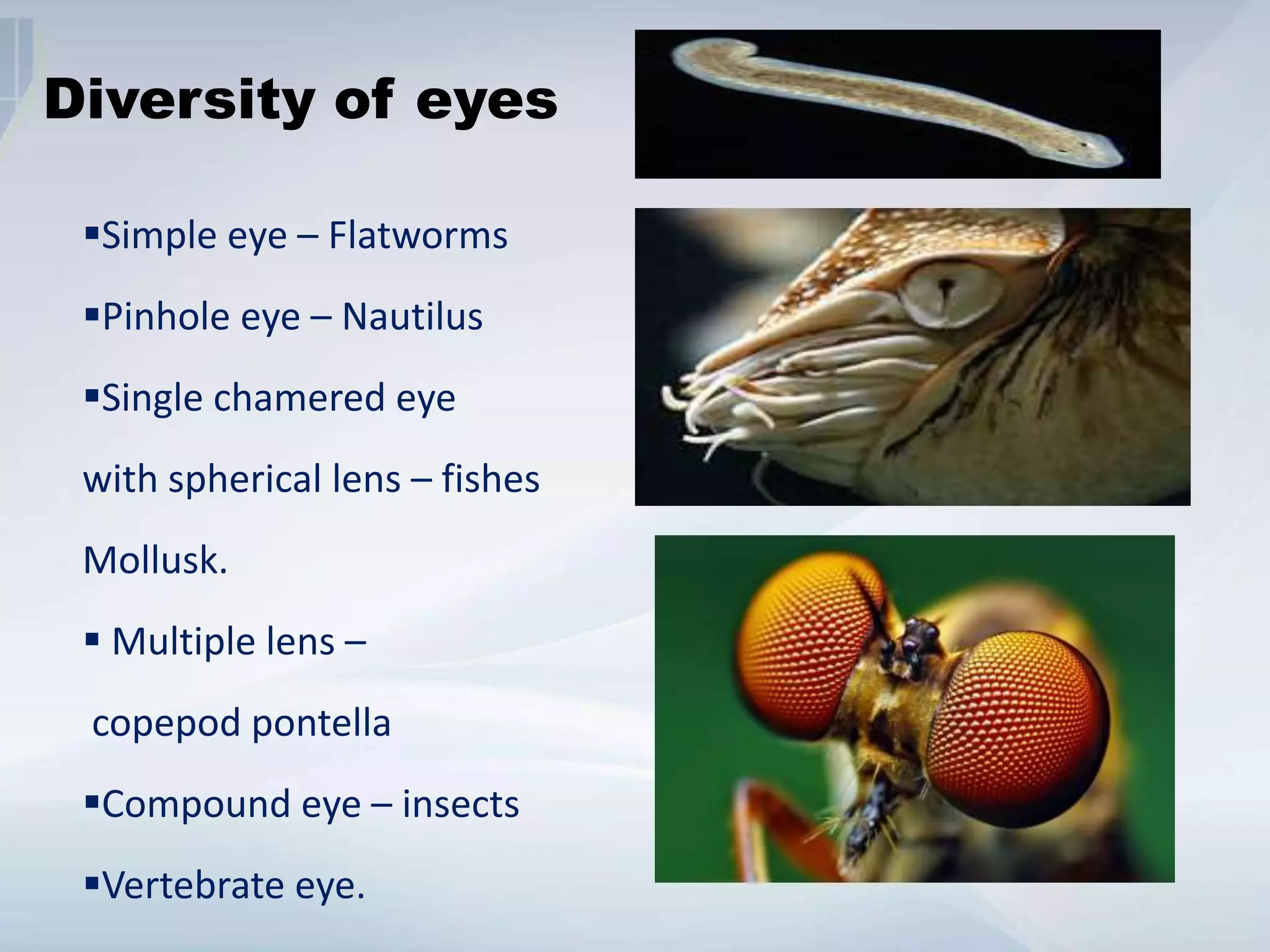 PHOTORECEPTION. .......pptx