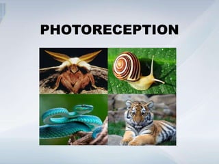 PHOTORECEPTION. .......pptx