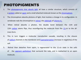 PHOTORECEPTION. .......pptx