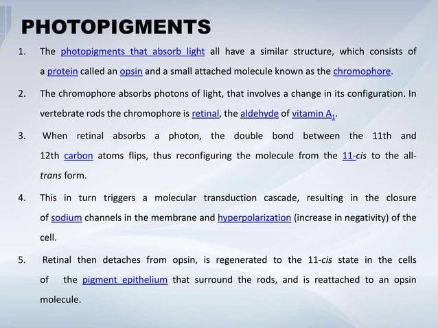 PHOTORECEPTION. .......pptx | Operating Systems | Computer Software and ...
