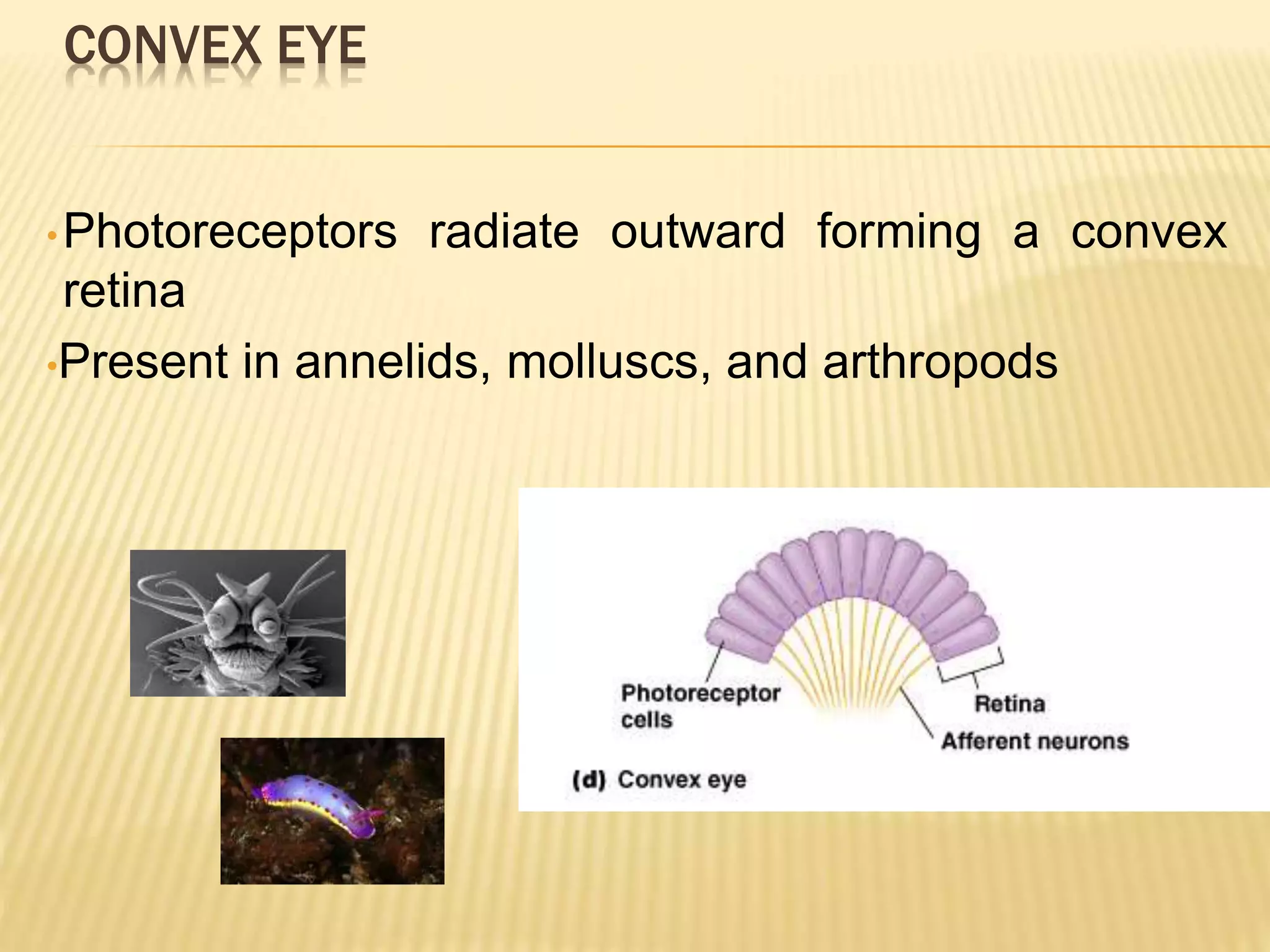 Photoreception (1) | PPTX