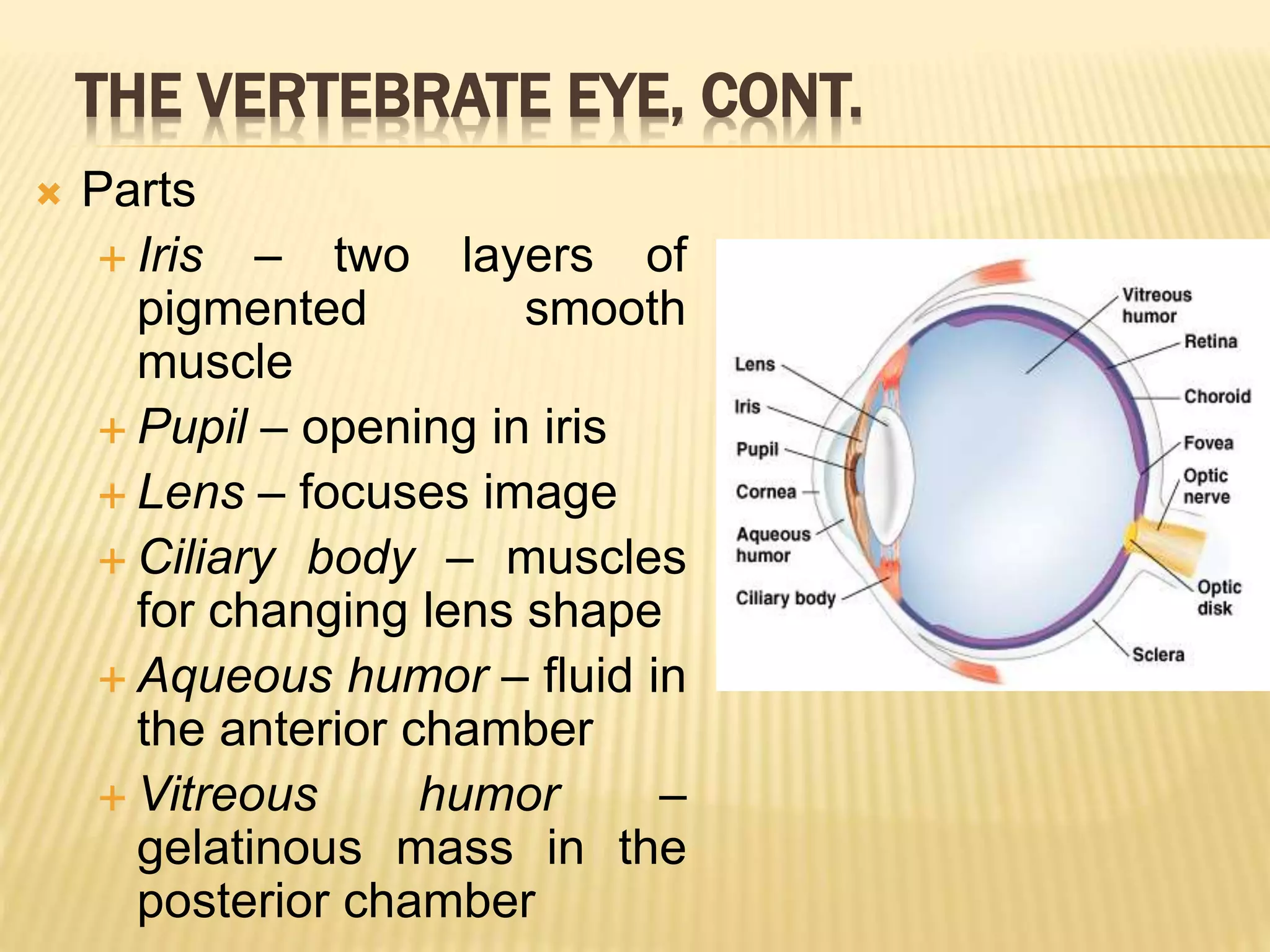 Photoreception (1) | PPTX