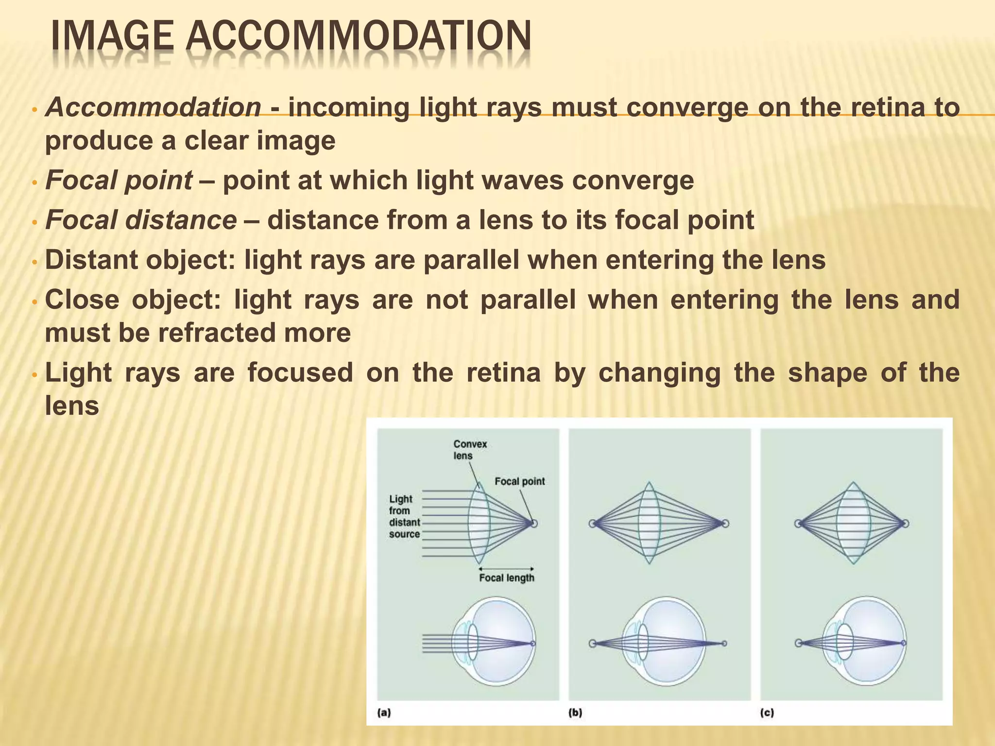 Photoreception (1) | PPTX