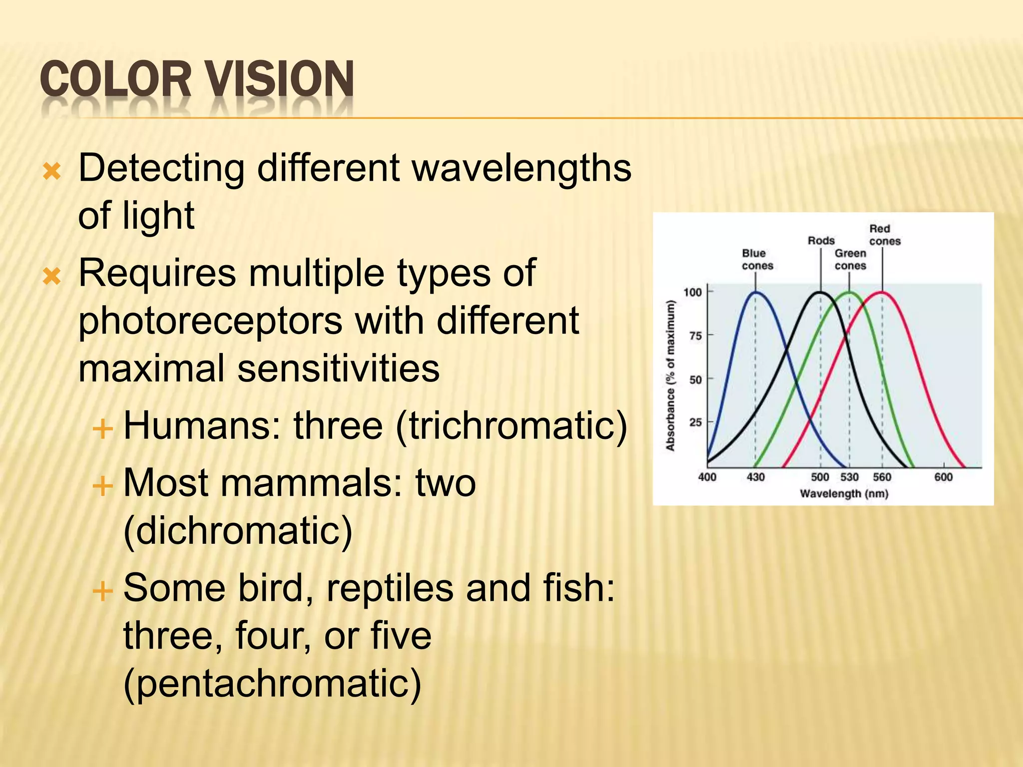 Photoreception (1) | PPTX