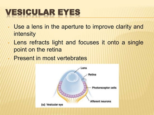Photoreception (1) | PPTX | Eye and Vision Conditions | Diseases and ...