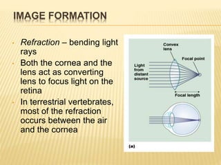 Photoreception (1) | PPTX