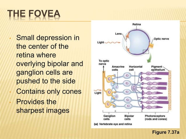 Photoreception (1) | PPTX | Eye and Vision Conditions | Diseases and ...