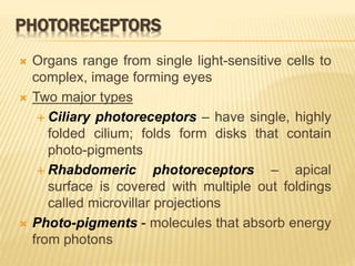 Photoreception (1) | PPTX