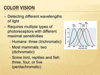 Photoreception (1) | PPTX