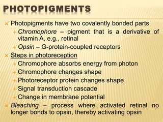 Photoreception (1) | PPTX