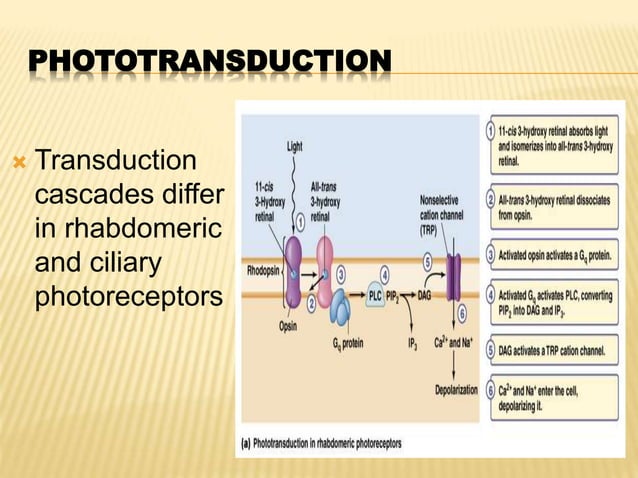 Photoreception (1) | PPTX | Eye and Vision Conditions | Diseases and ...