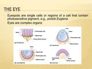Photoreception (1) | PPTX