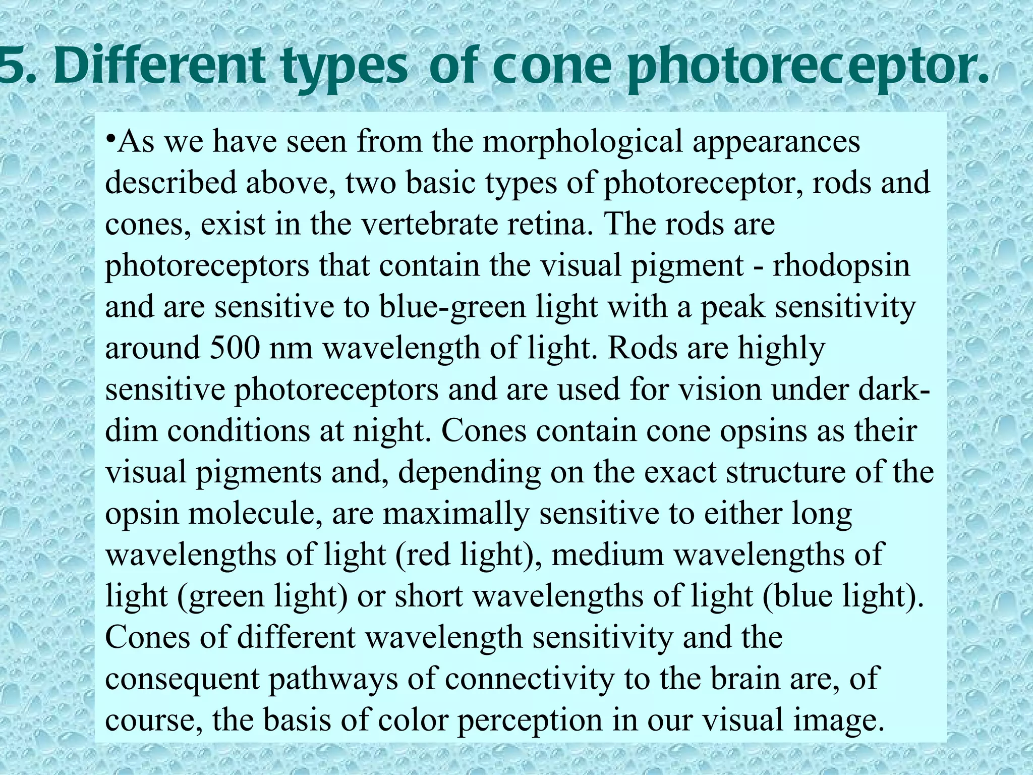 Photoreceptors | PPT