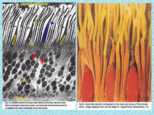 Photoreceptors | PPT | Eye and Vision Conditions | Diseases and Conditions