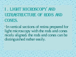 Rods And Cones Microscope