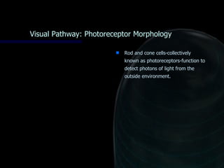 Photoreceptors | PPS