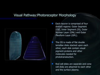 Photoreceptors | PPS