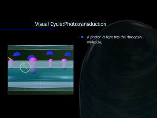 Photoreceptors | PPS