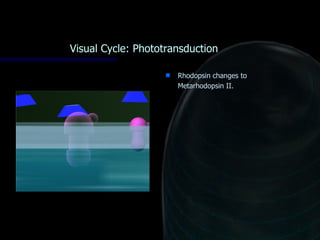 Photoreceptors | PPS