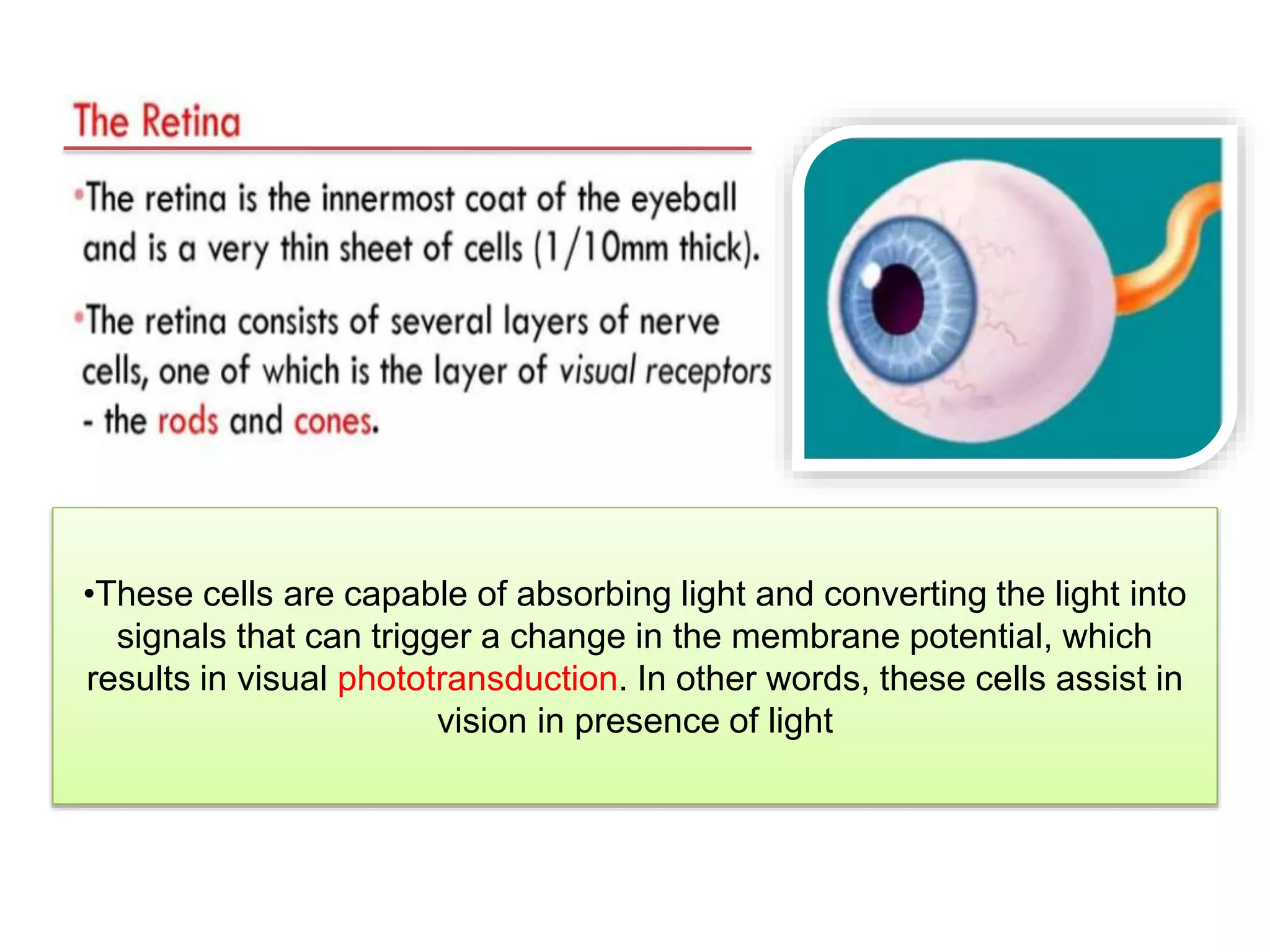 PHOTORECEPTORS CELLS.pptx