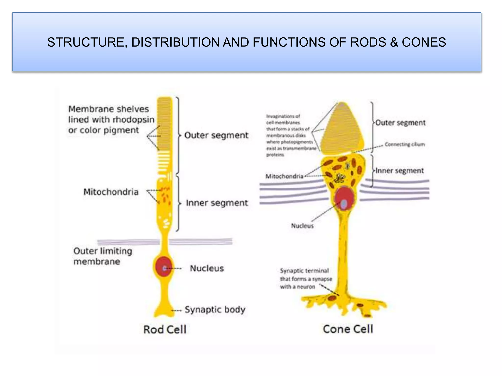 PHOTORECEPTORS CELLS.pptx