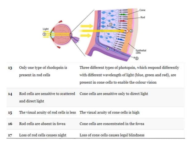 PHOTORECEPTORS CELLS.pptx