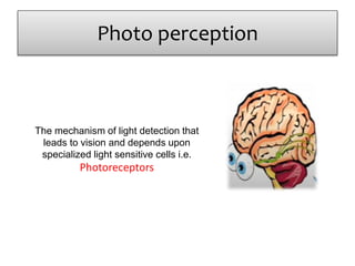 PHOTORECEPTORS CELLS.pptx