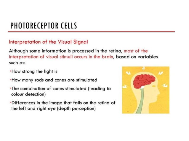 PHOTORECEPTORS CELLS.pptx