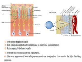PHOTORECEPTORS CELLS.pptx