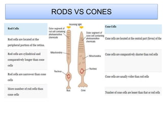 PHOTORECEPTORS CELLS.pptx
