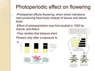 Photoregulation | PPTX