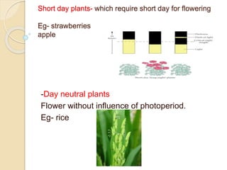 Photoregulation | PPTX