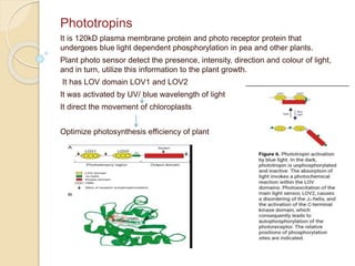 Photoregulation | PPTX