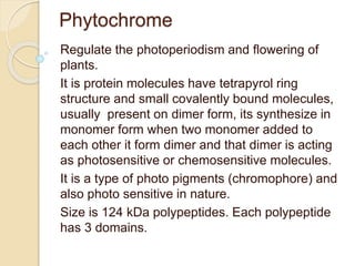 Photoregulation | PPTX